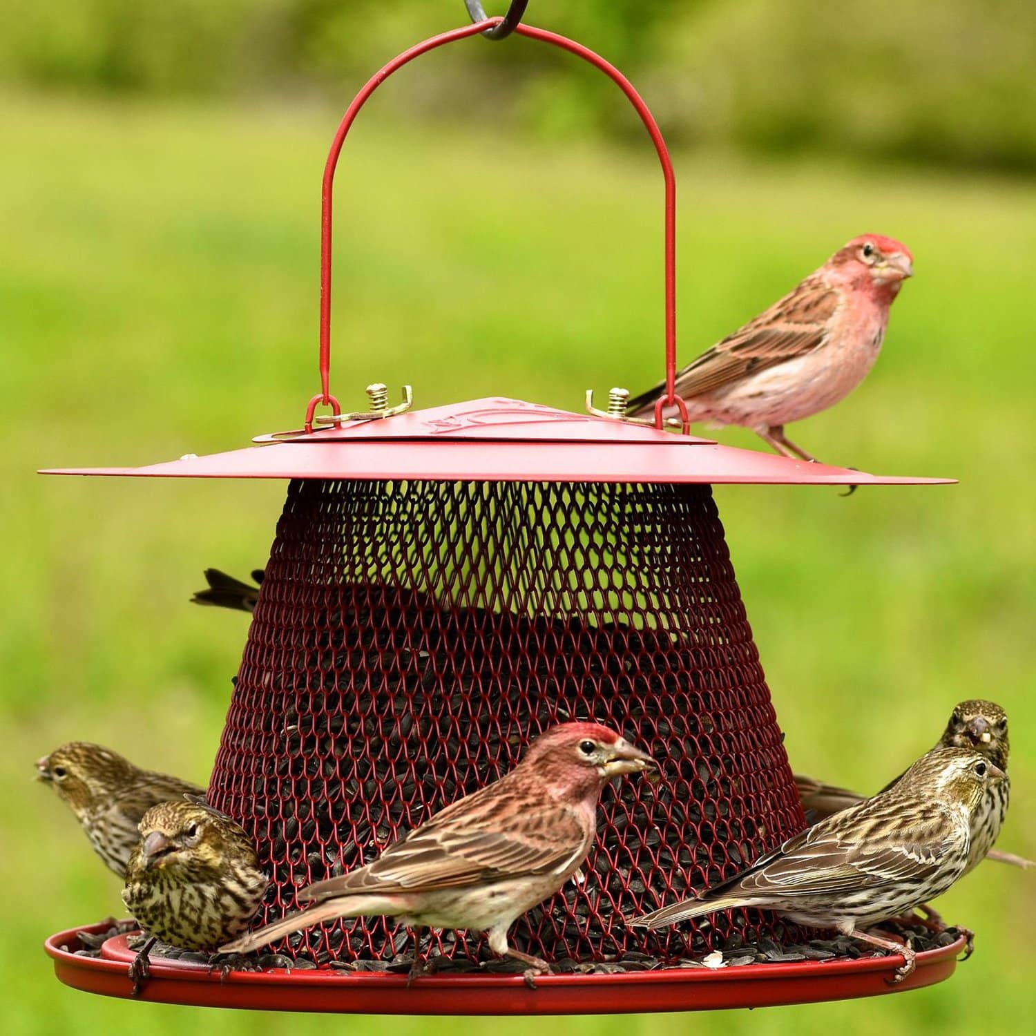 5 Best Cardinal Bird Feeders Worth the Money (2022) | World Birds