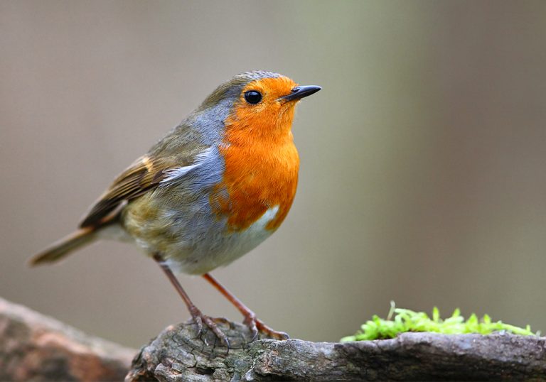 Robin Symbolism & Meaning (+Totem, Spirit & Omens) | World Birds