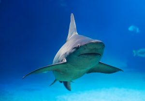 Shark Symbolism & Meaning (+Totem, Spirit & Omens) | World Birds