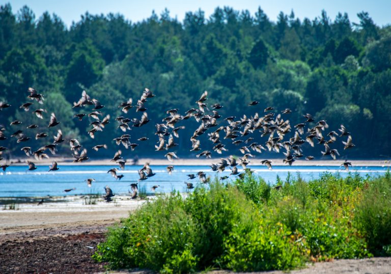 How to Start Bird Watching? (Step-by-step Guide) | World Birds