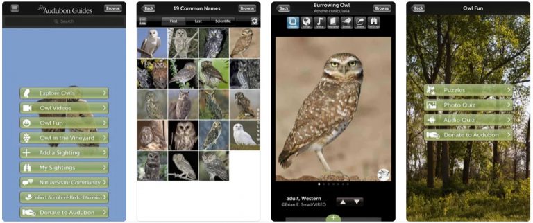 15 Best Birding Apps to Download Today (iOS & Android) | World Birds