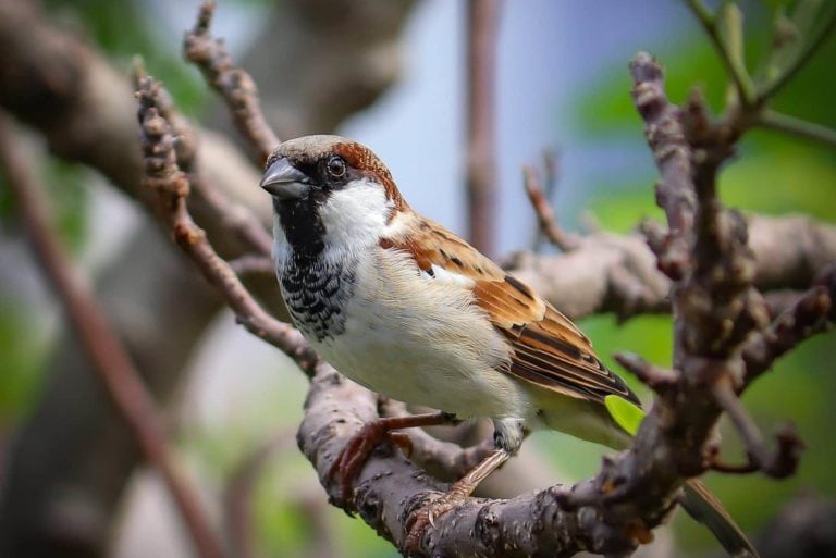 How To Identify Birds | World Birds