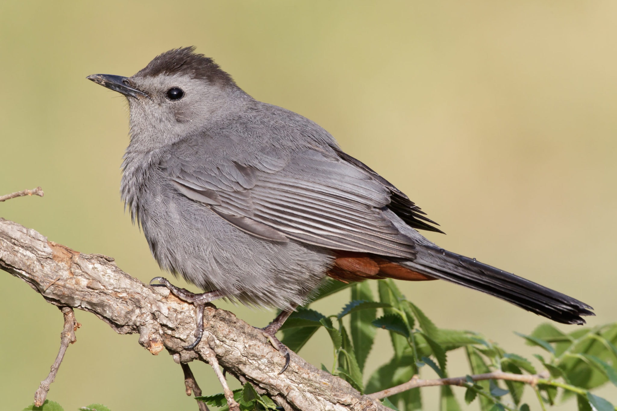 Catbird Symbolism & Meaning (+Totem, Spirit & Omens) | World Birds