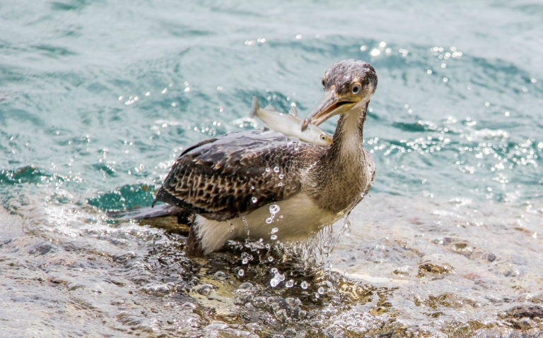 Cormorant Symbolism & Meaning (+Totem, Spirit & Omens) | World Birds