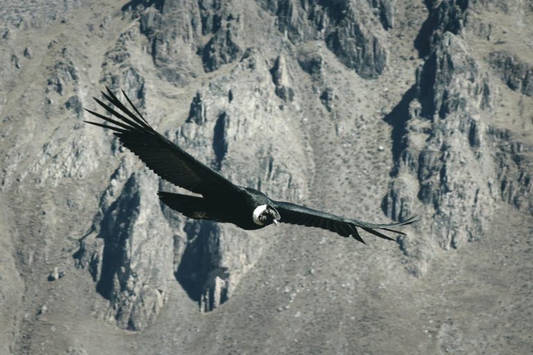 Condor Symbolism & Meaning (+Totem, Spirit & Omens) | World Birds