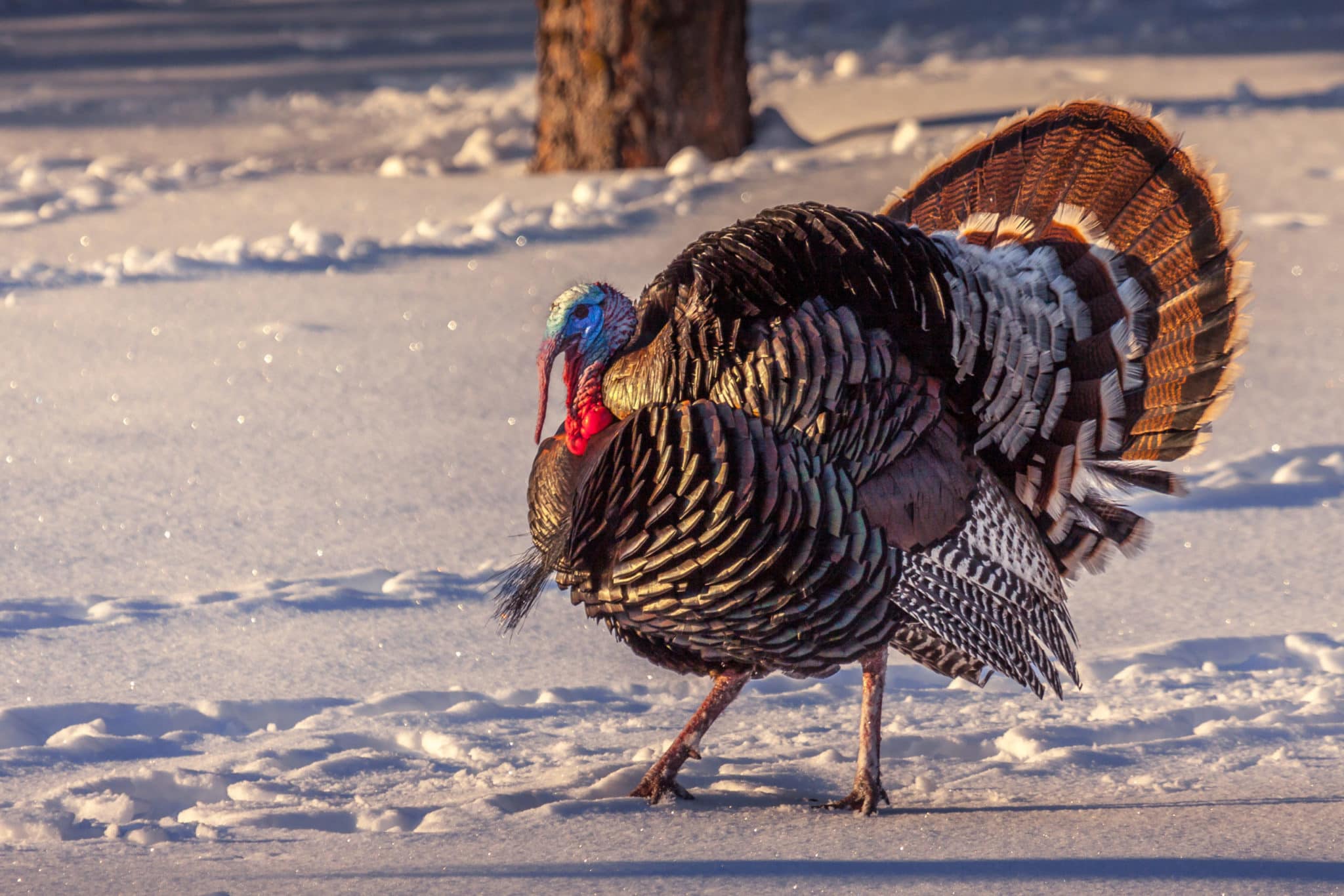 Turkey Symbolism & Meaning (+Totem, Spirit & Omens) | World Birds