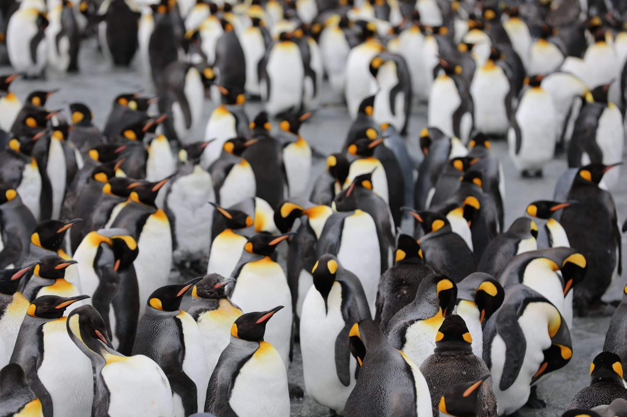 Penguin Symbolism & Meaning (+ Spirit Animal & Totem) | World Birds