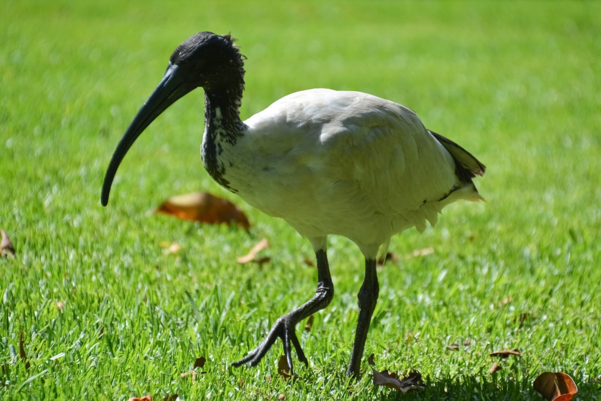 Ibis Symbolism & Meaning (+Totem, Spirit, & Omens) | World Birds