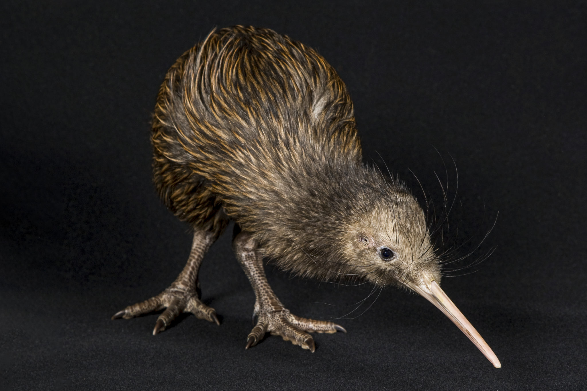 Kiwi Symbolism & Meaning (+Totem, Spirit & Omens) | World Birds