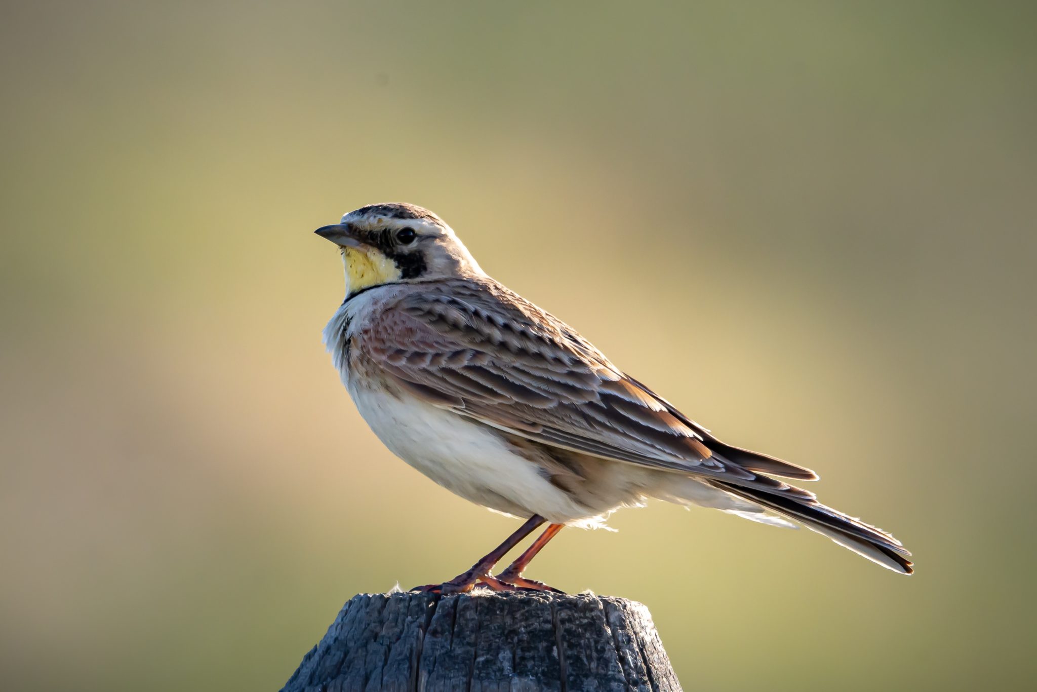 Lark Symbolism & Meaning (+Totem, Spirit & Omens) | World Birds