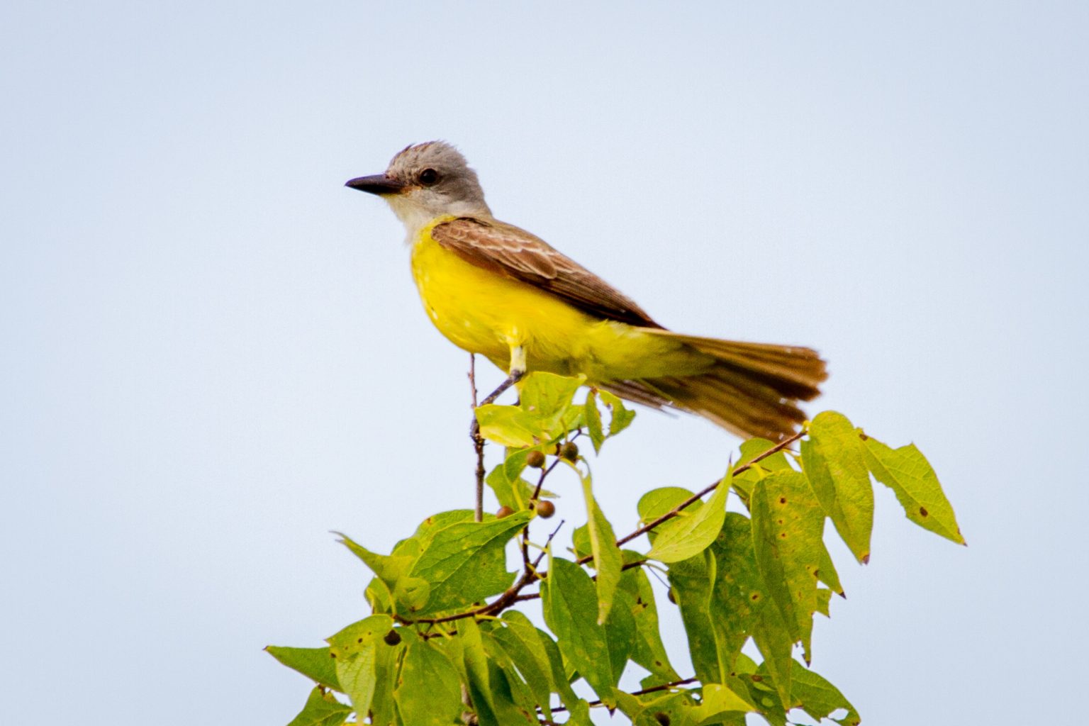 Kingbird Symbolism & Meaning (+ Totem, Spirit, & Omens) | World Birds
