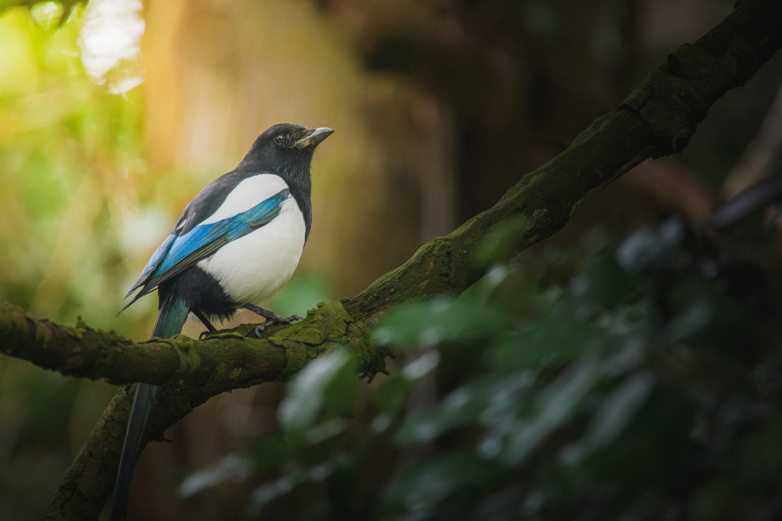 Magpie Symbolism & Meaning (+Totem, Spirit & Omens) | World Birds