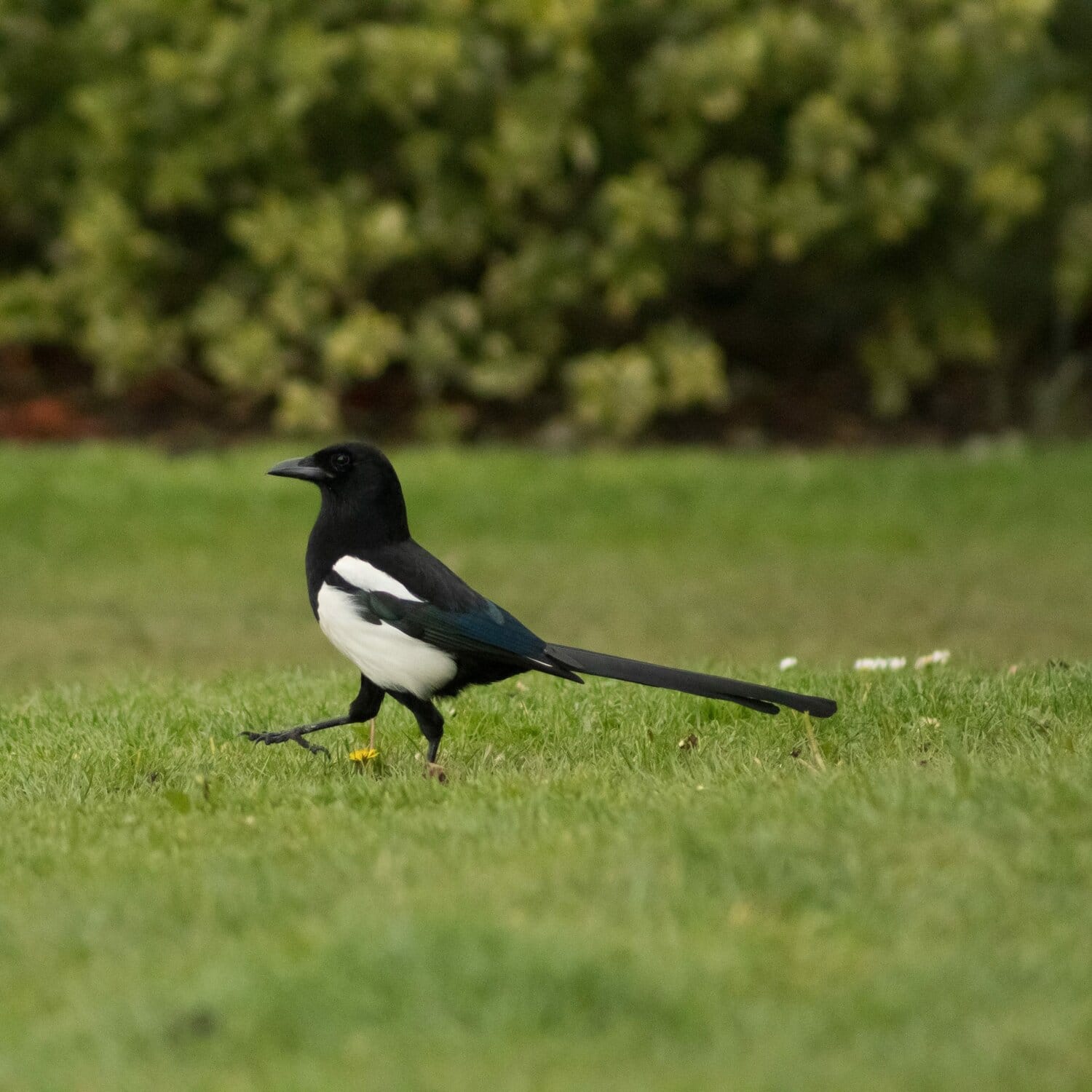Magpie Symbolism & Meaning (+Totem, Spirit & Omens) | World Birds