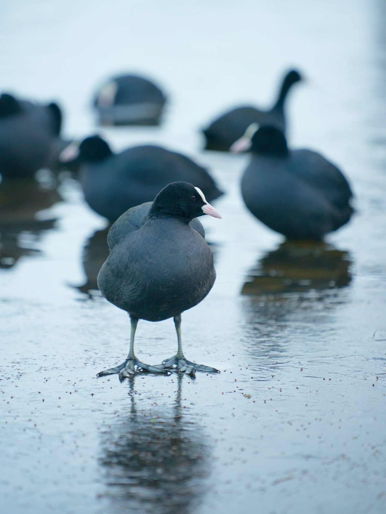 Coot Symbolism & Meaning (+Totem, Spirit & Omens) | World Birds