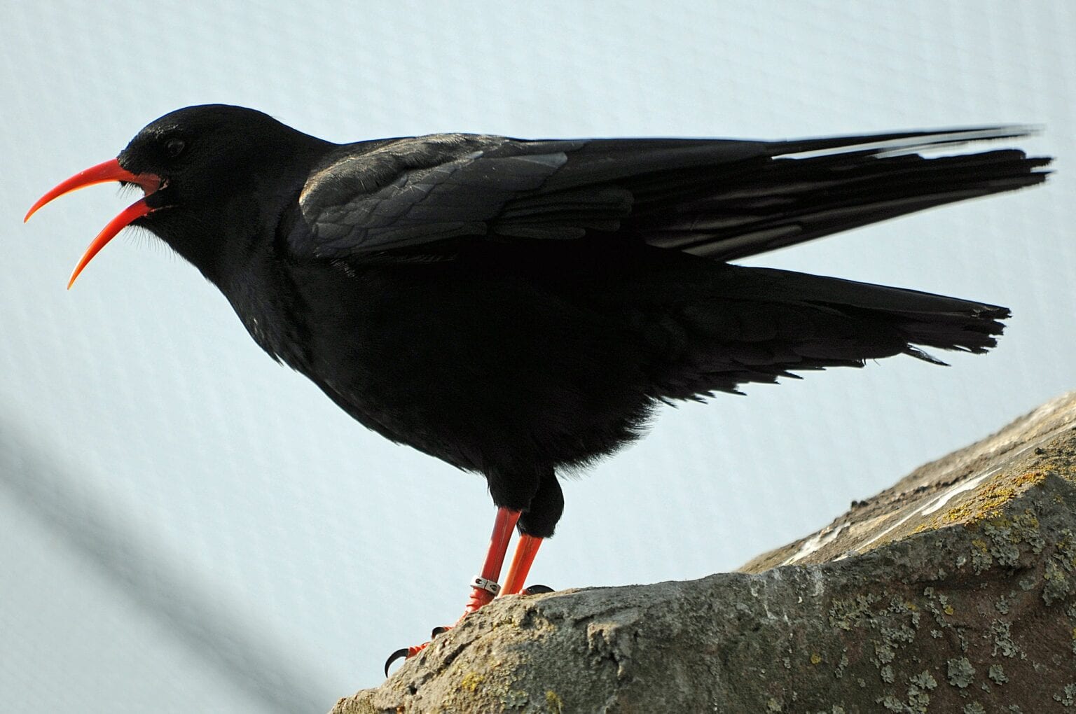 Chough Symbolism & Meaning (+Totem, Spirit & Omens) | World Birds