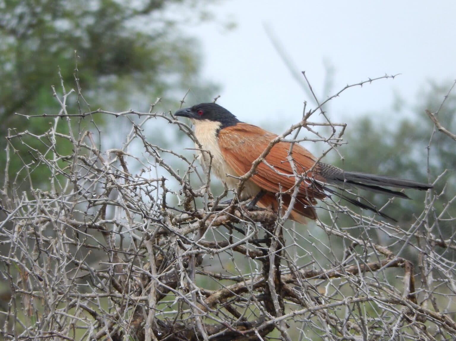 Coucal Symbolism & Meaning (+Totem, Spirit & Omens) | World Birds
