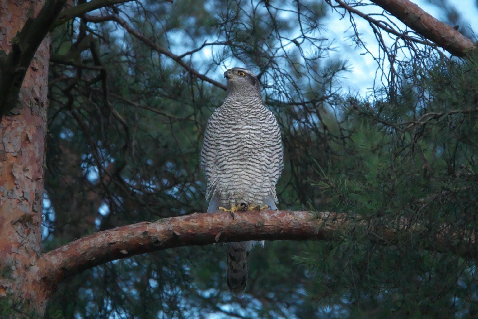 Goshawk Symbolism & Meaning (+Totem, Spirit & Omens) | World Birds