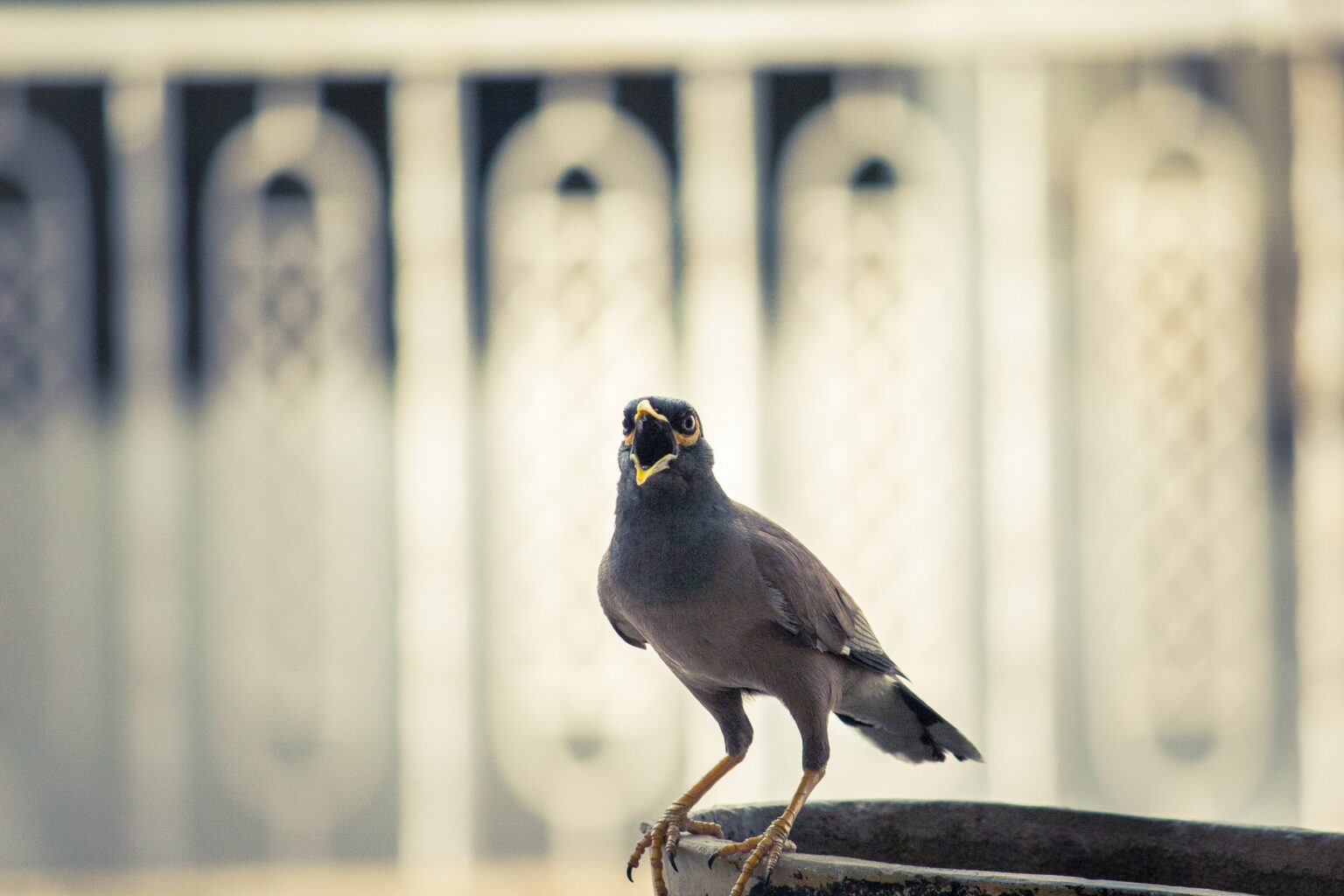 Myna Symbolism & Meaning (+ Totem, Spirit & Omens) | World Birds