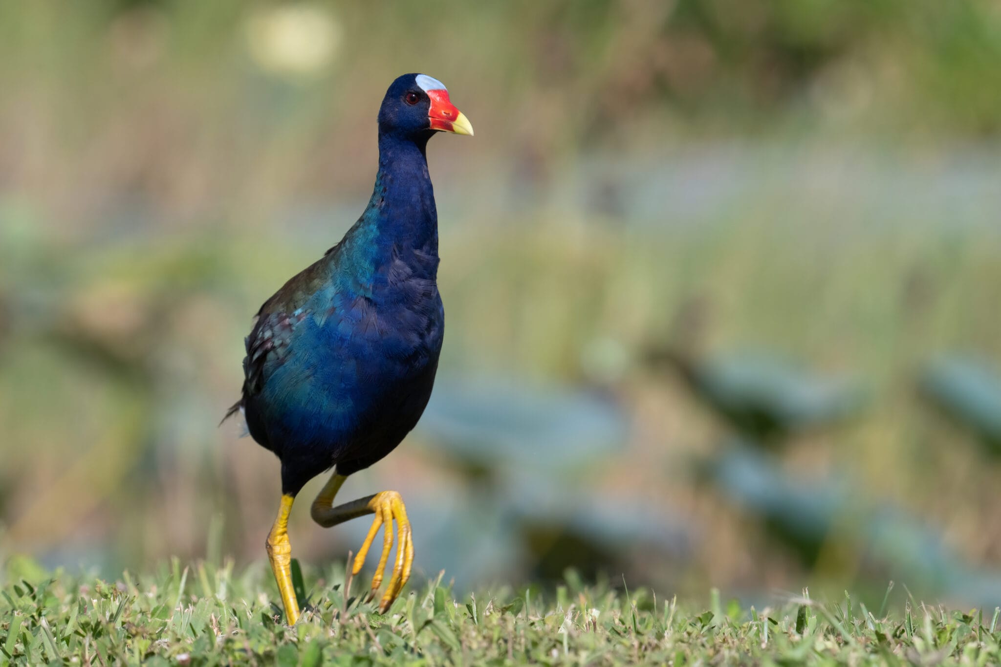 Gallinule Symbolism & Meaning (+Totem, Spirit & Omens) | World Birds