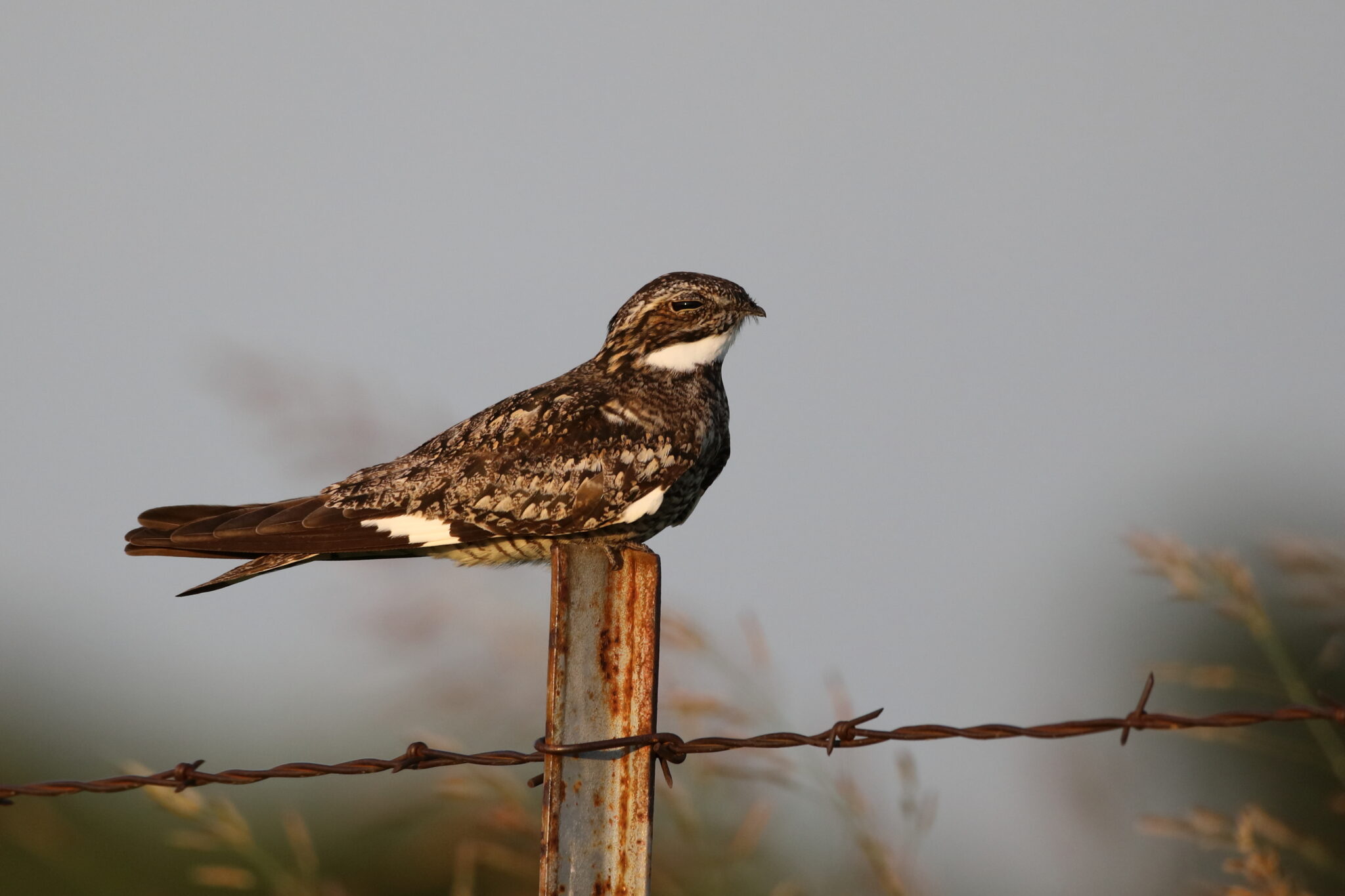 Nighthawk Symbolism & Meaning (+Totem, Spirit & Omens) | World Birds