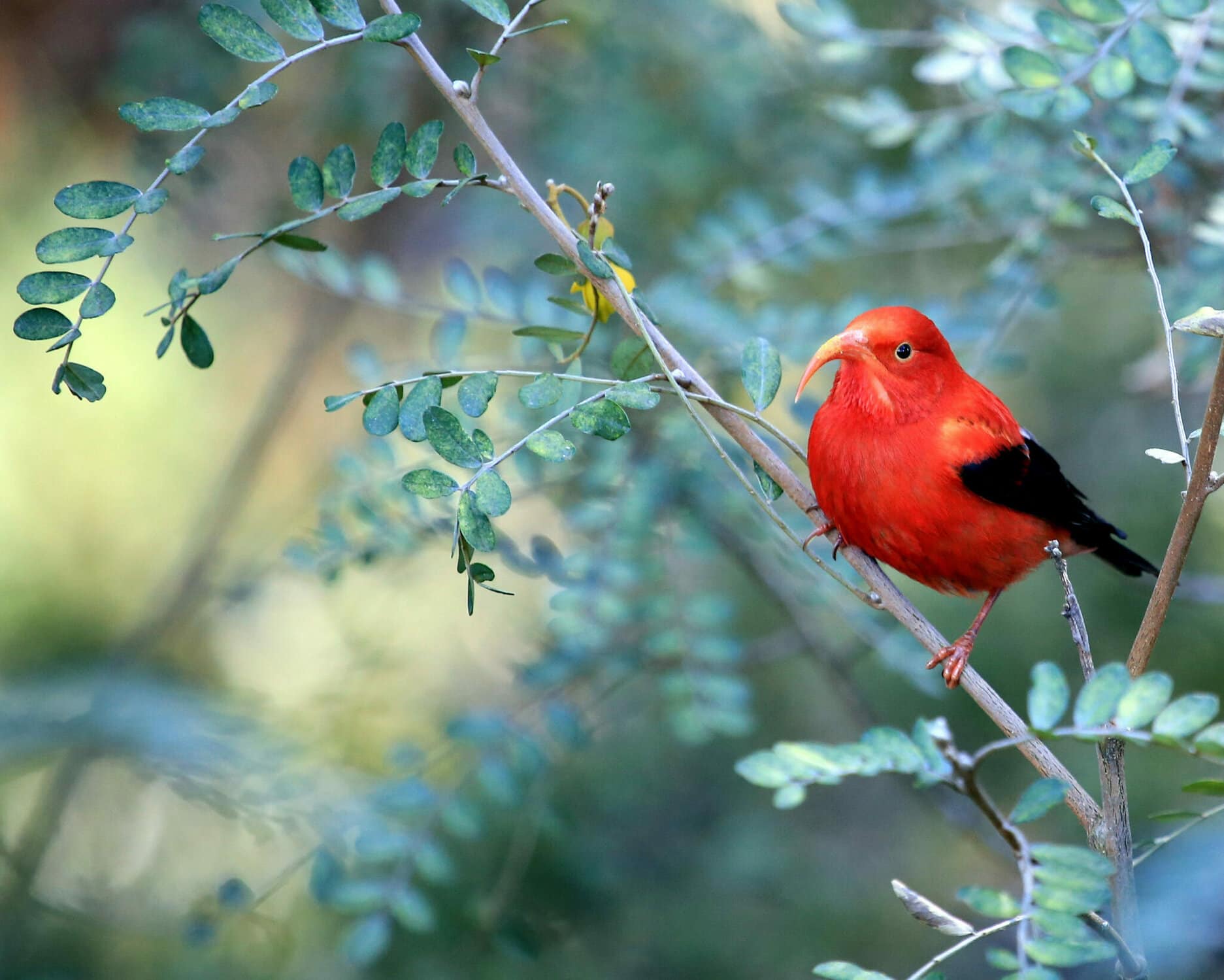 Honeycreeper Symbolism & Meaning (+Totem, Spirit & Omens) | World Birds