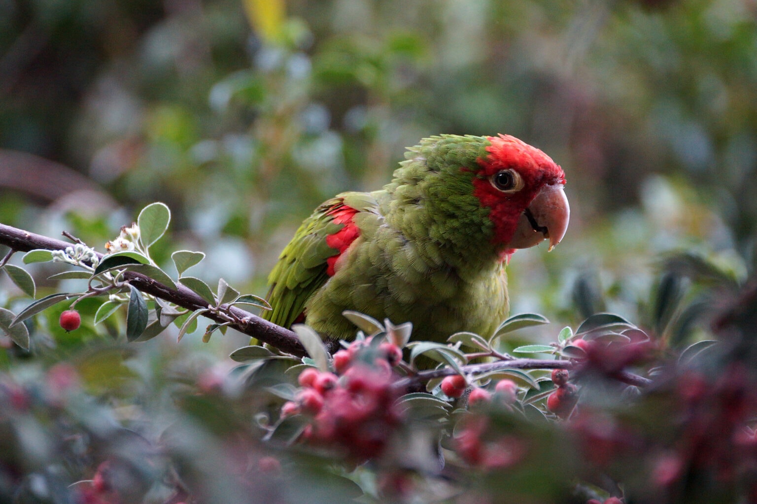 Parrots Named the Animal Mascot of San Francisco | World Birds