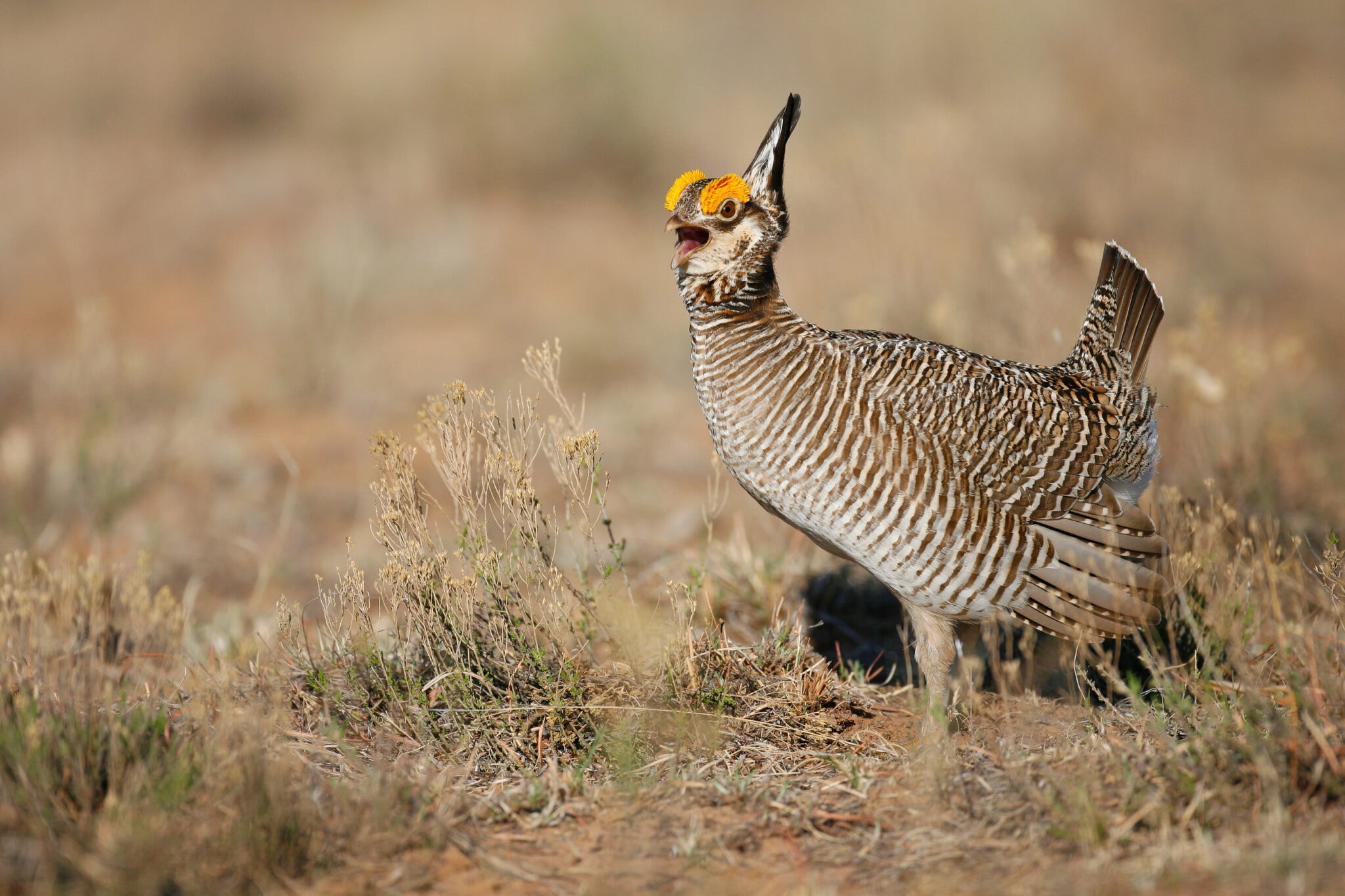 Senate Overturns 2022 Decision to Protect the Lesser Prairie Chicken ...