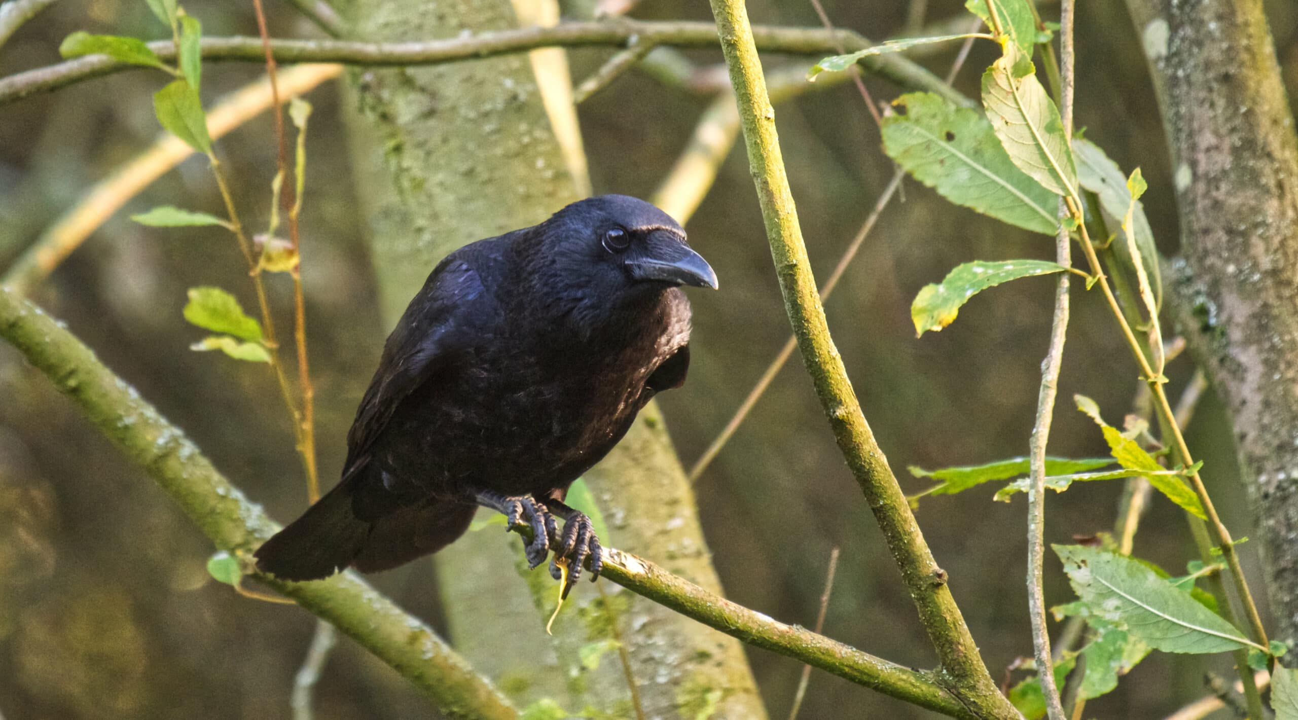 Corvids Learning to Use Anti-bird Spikes to Build Nests | World Birds