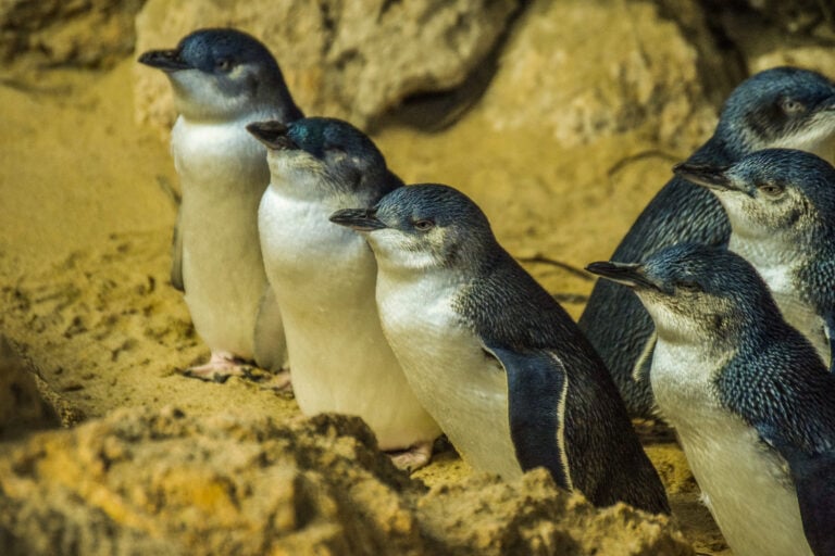 Newly Discovered Penguin Fossils Uncover Ancestry of Little Penguins ...