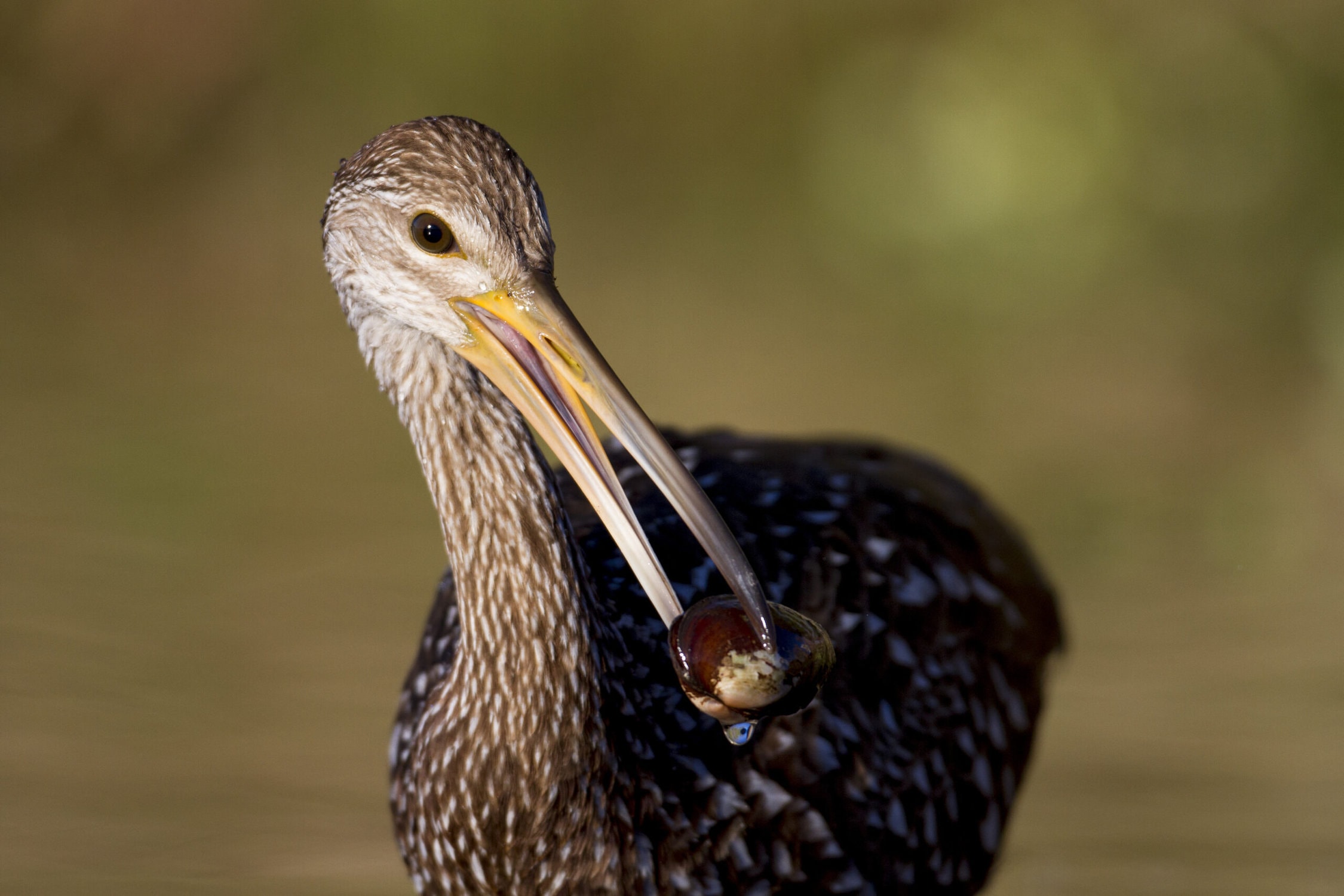 Limpkins Spotted in Pennsylvania and Colorado | World Birds