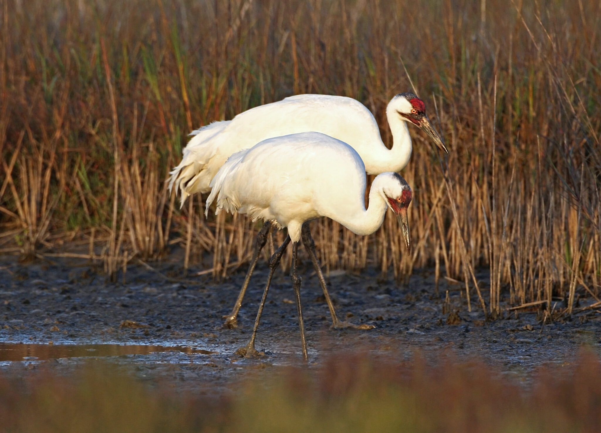 Dallas Zoo Celebrates First Ever Whooping Crane Chick | World Birds