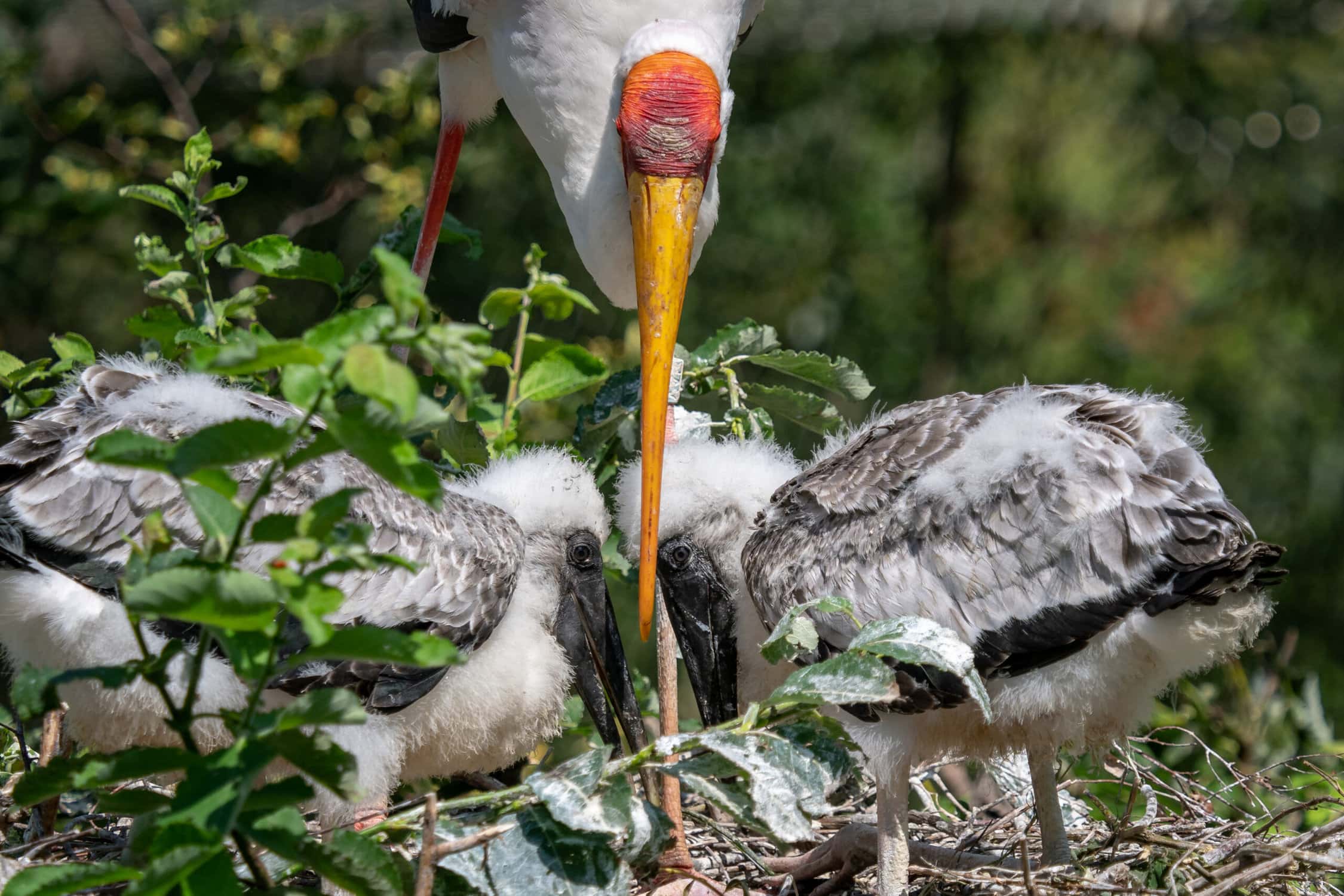 Nine Milky Storks Hatch at San Diego Zoo Safari Park | World Birds