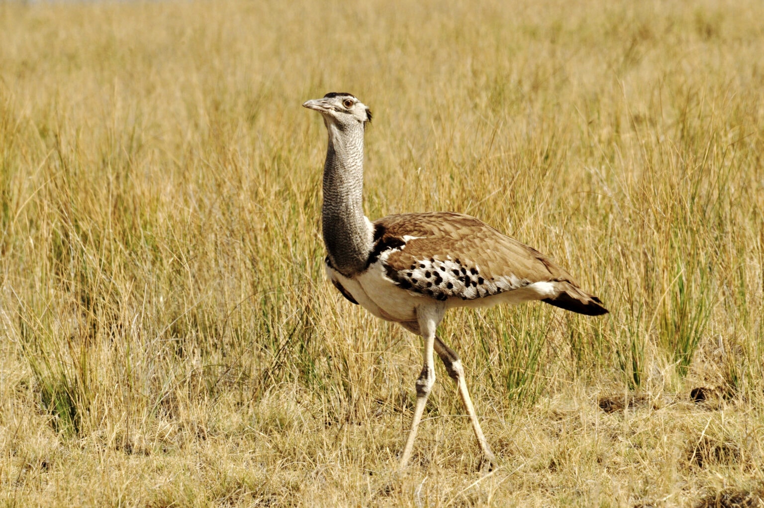 Genetic Sequencing Reveals Bustard Family Tree | World Birds