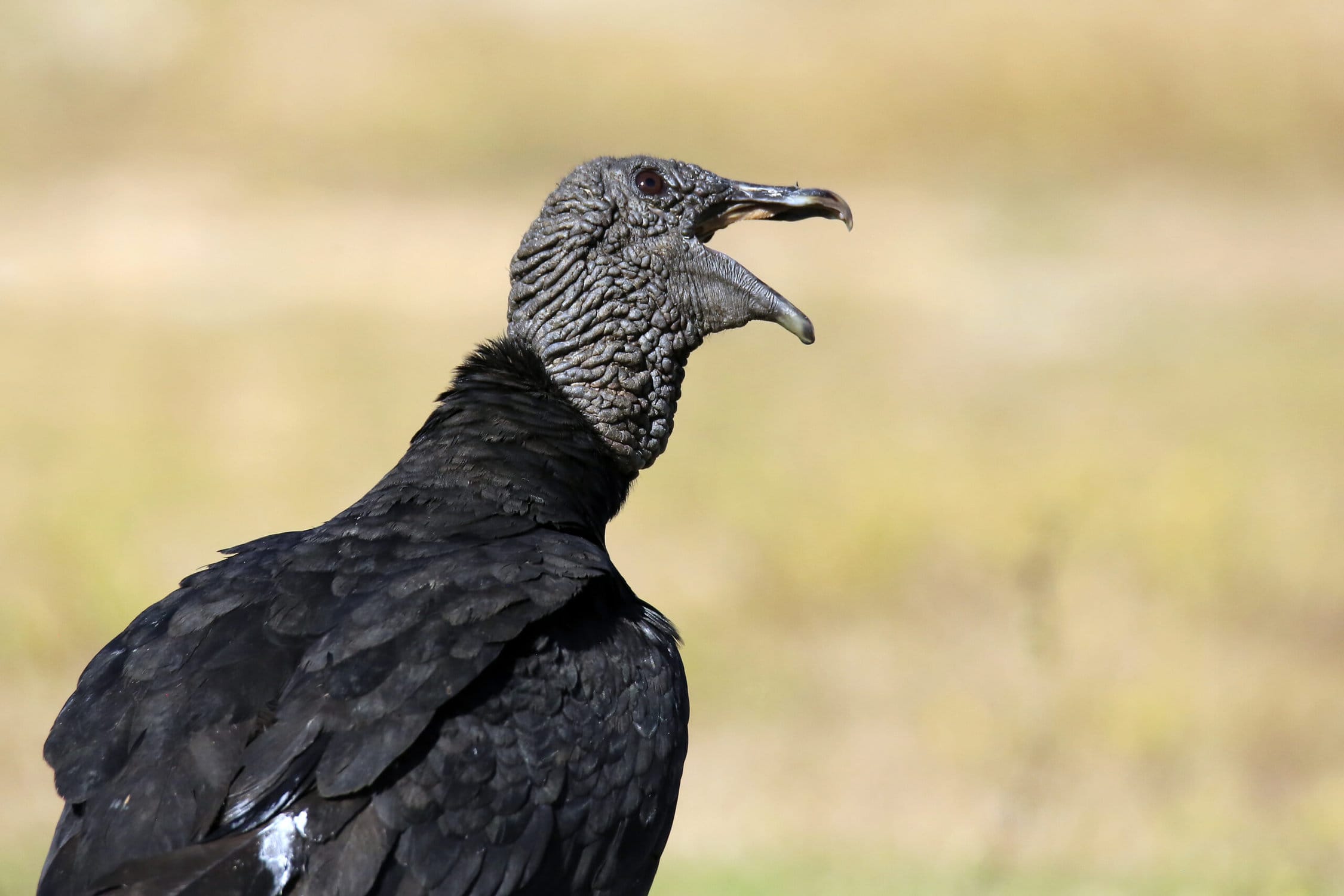 Examining the Conflict Between Black Vultures and Farmers | World Birds
