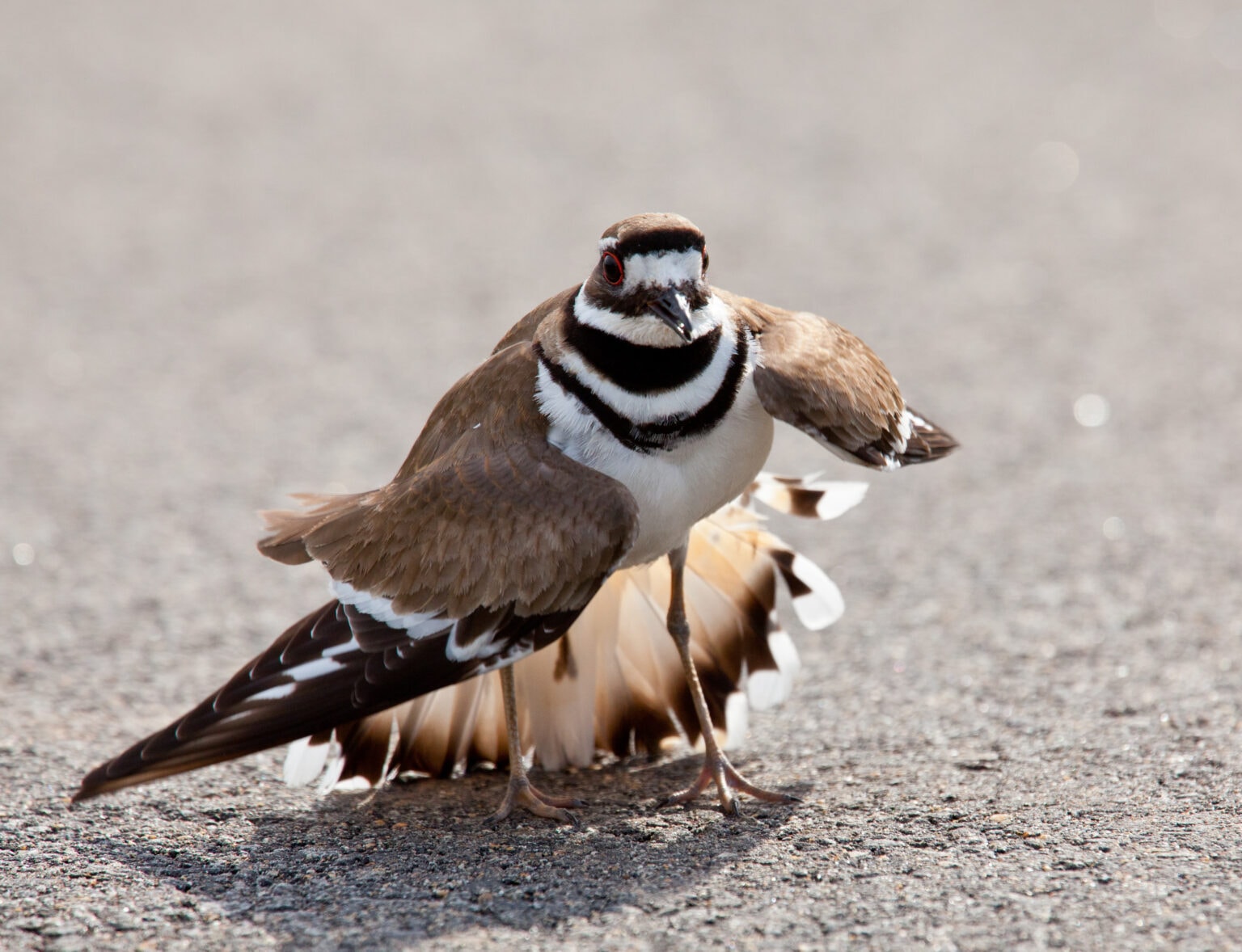Species Spotlight: The Killdeer | World Birds
