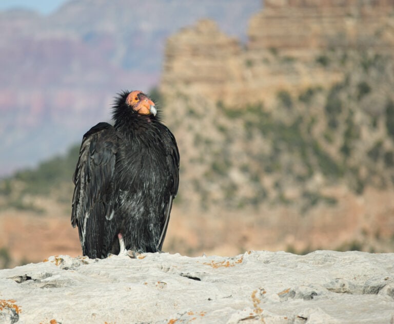 Flock of California Condors Seen in Contra Costa County For the First ...