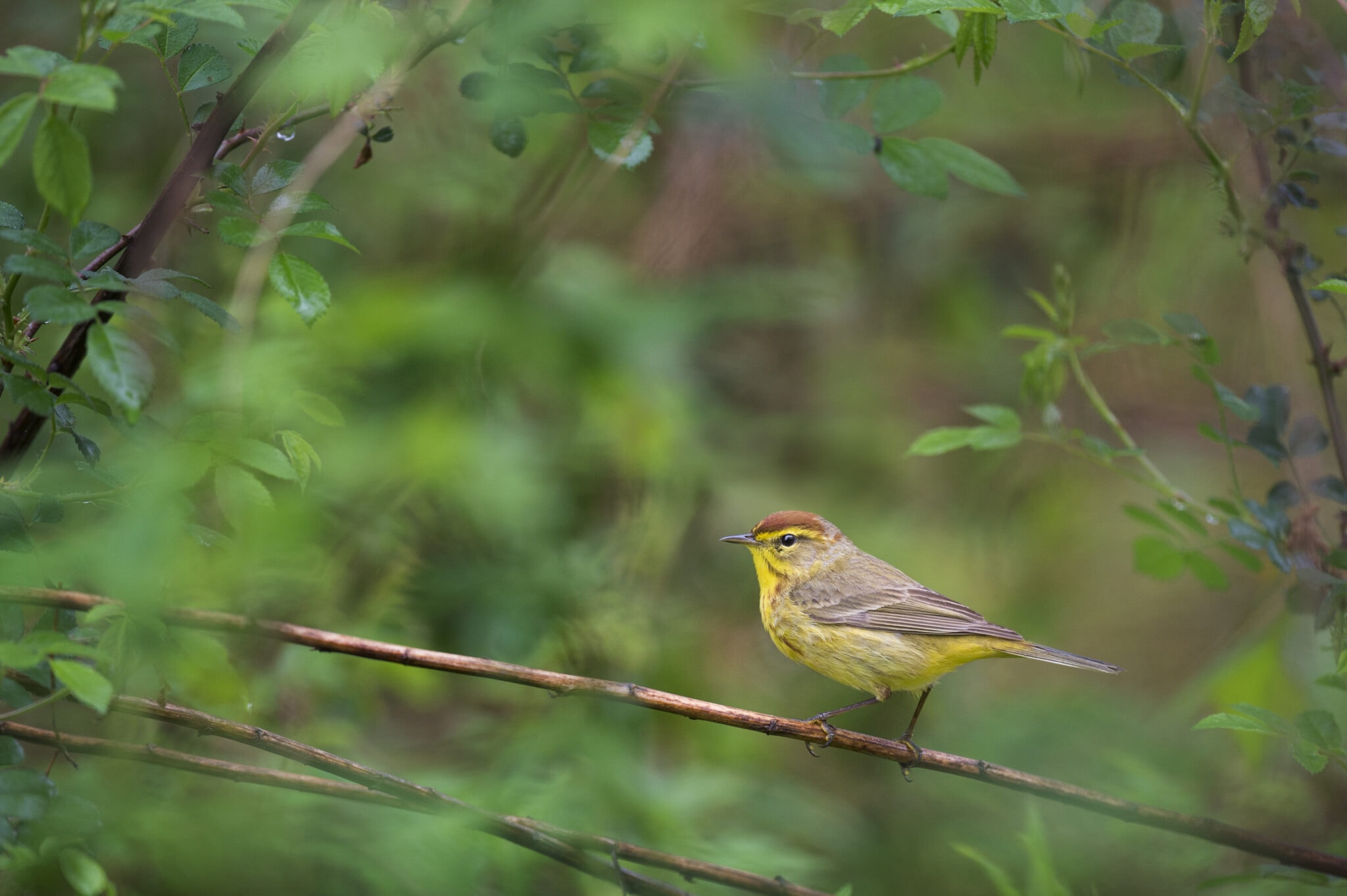 Excitement and Tragedy as Chicago Migratory Bird Fallout Event Turns ...