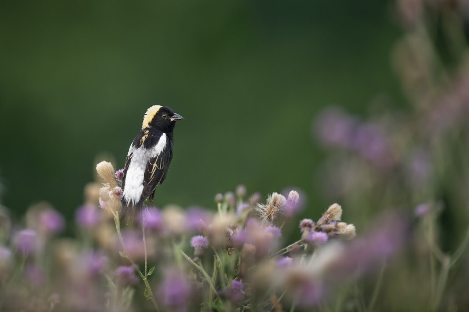 Species Spotlight: The Bobolink | World Birds
