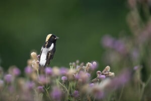 Species Spotlight: The Bobolink | World Birds