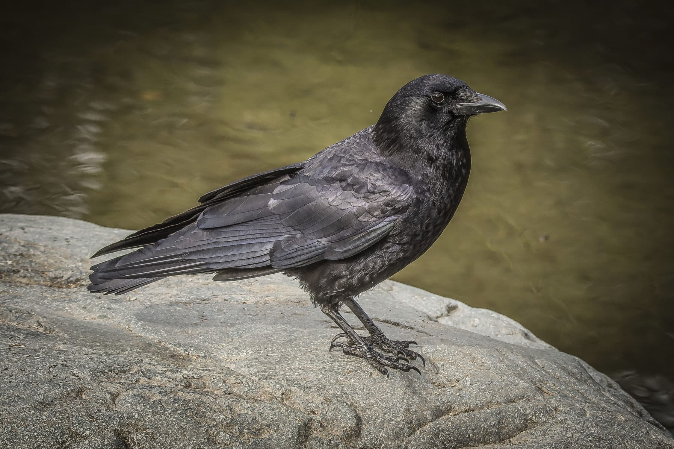 Skilled Crows Activate Different Parts of Their Brains Than ...