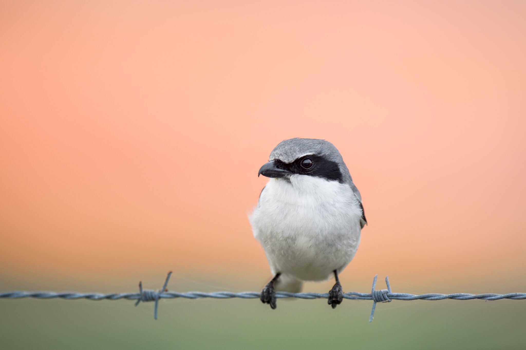 Species Spotlight: The Loggerhead Shrike | World Birds