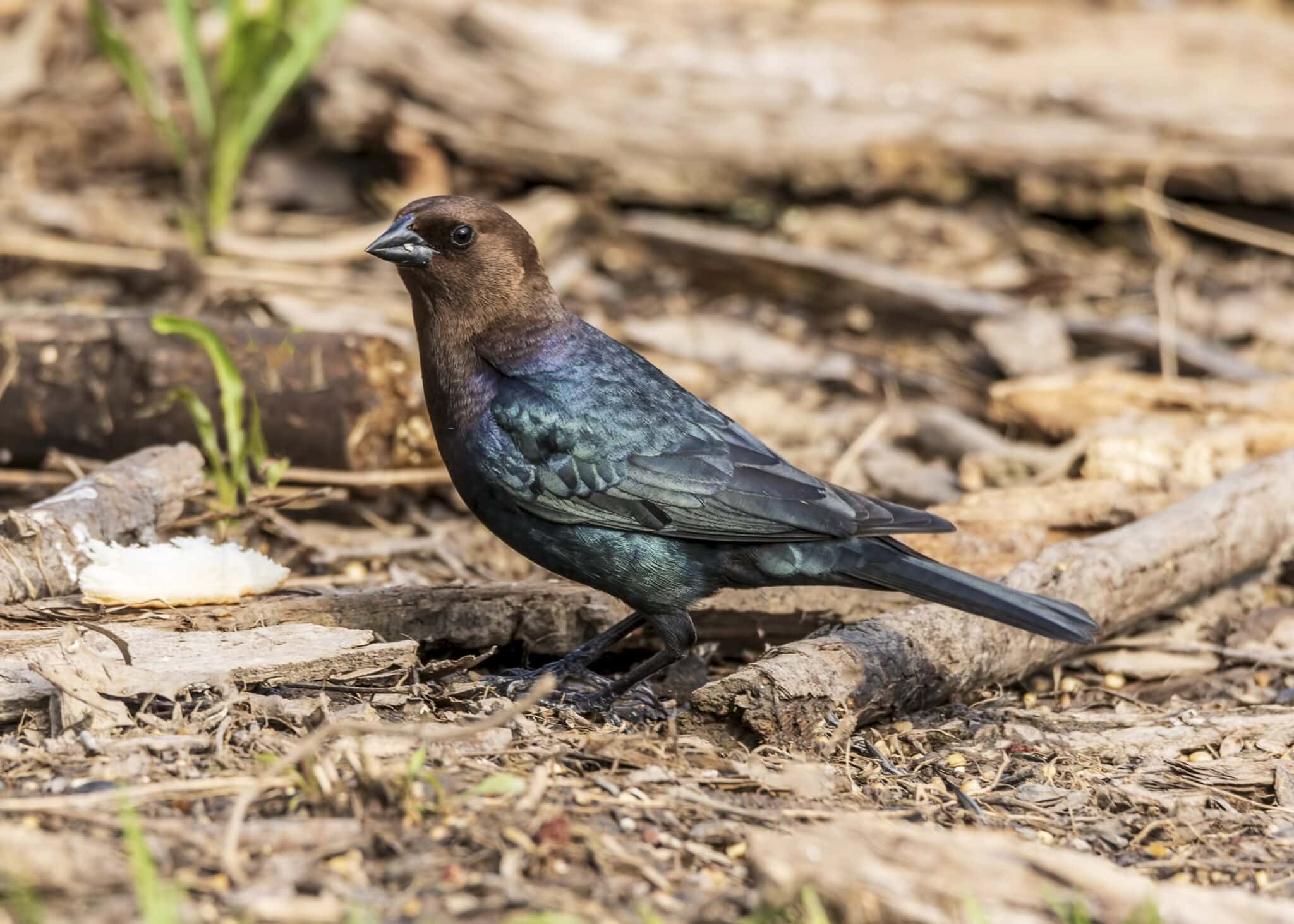 Species Spotlight: The Brown-headed Cowbird | World Birds