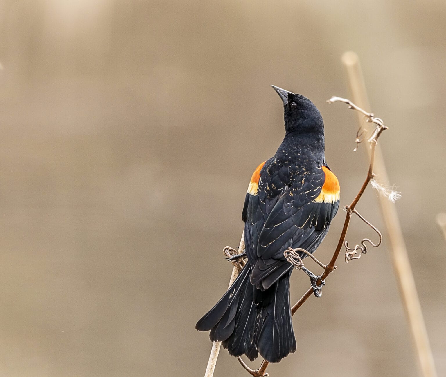 Species Spotlight: The Red-winged Blackbird | World Birds