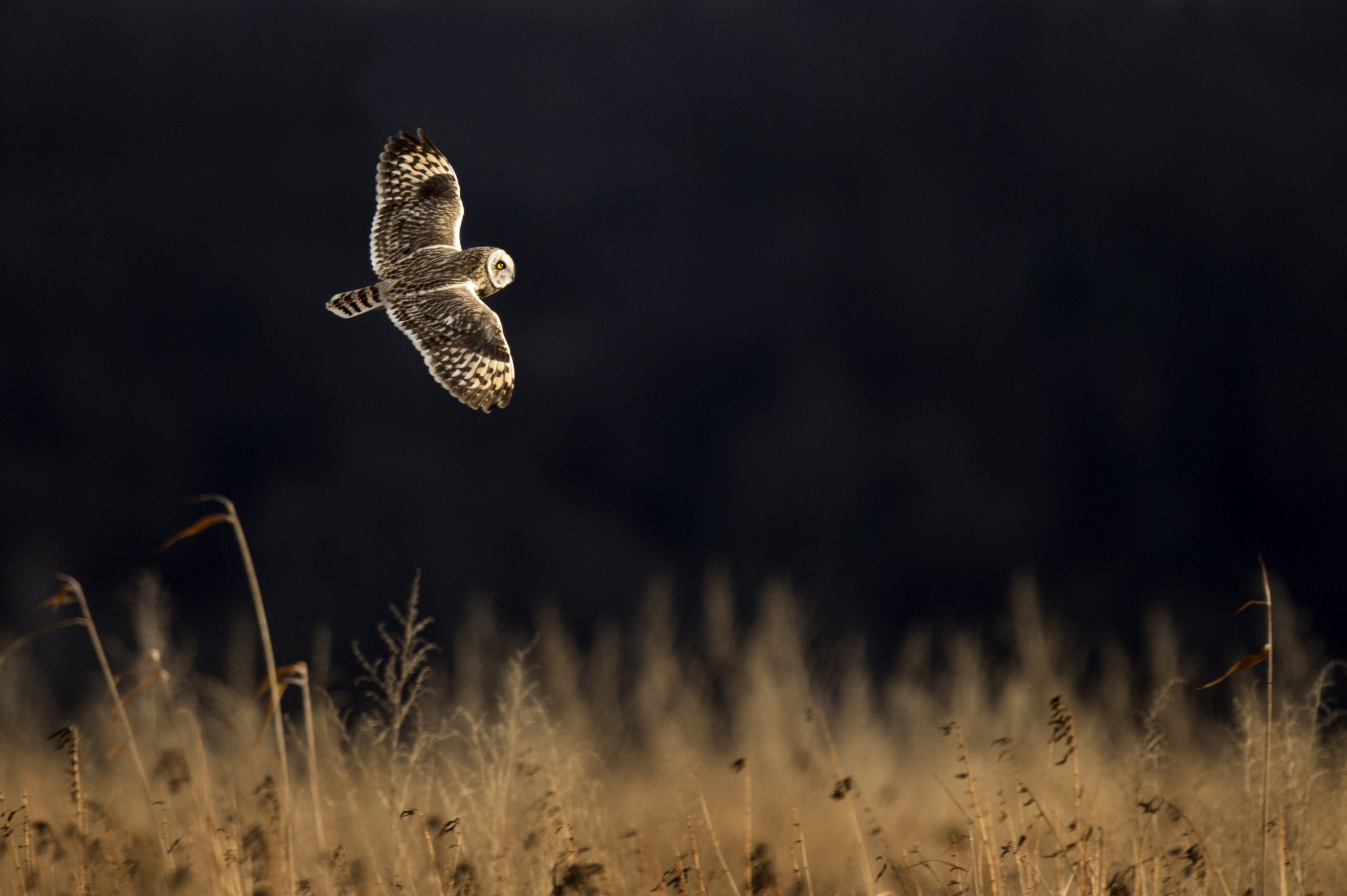 How Do Owls Fly Silently? Scientists Explore | World Birds