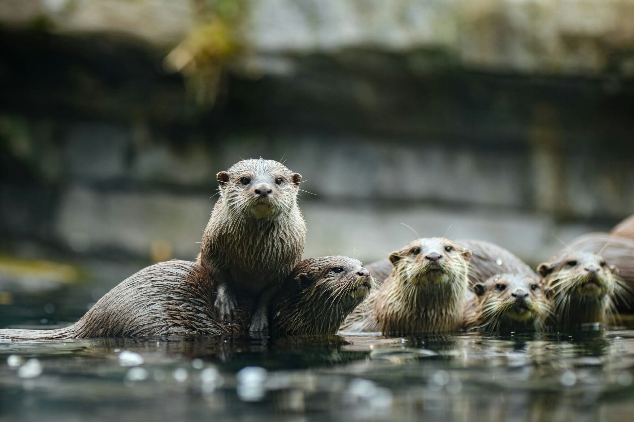 Otter Symbolism & Meaning (+ Totem Animal & Tattoos) | World Birds
