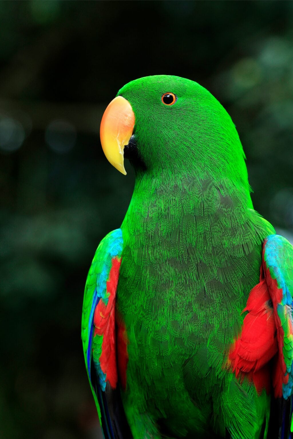12 Most Colorful Parrot Species in the World | World Birds