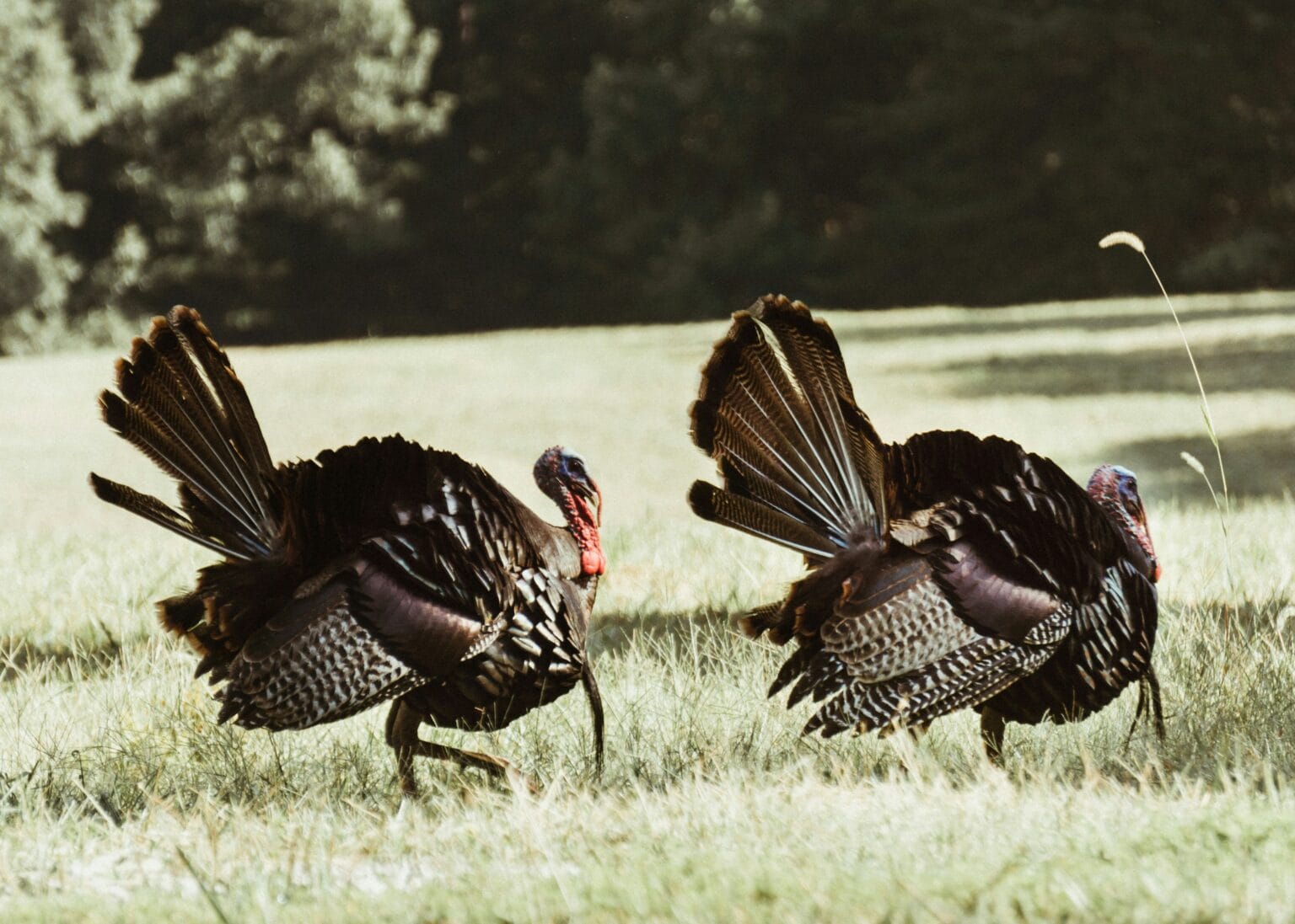 How to Attract Wild Turkeys to your Yard | World Birds